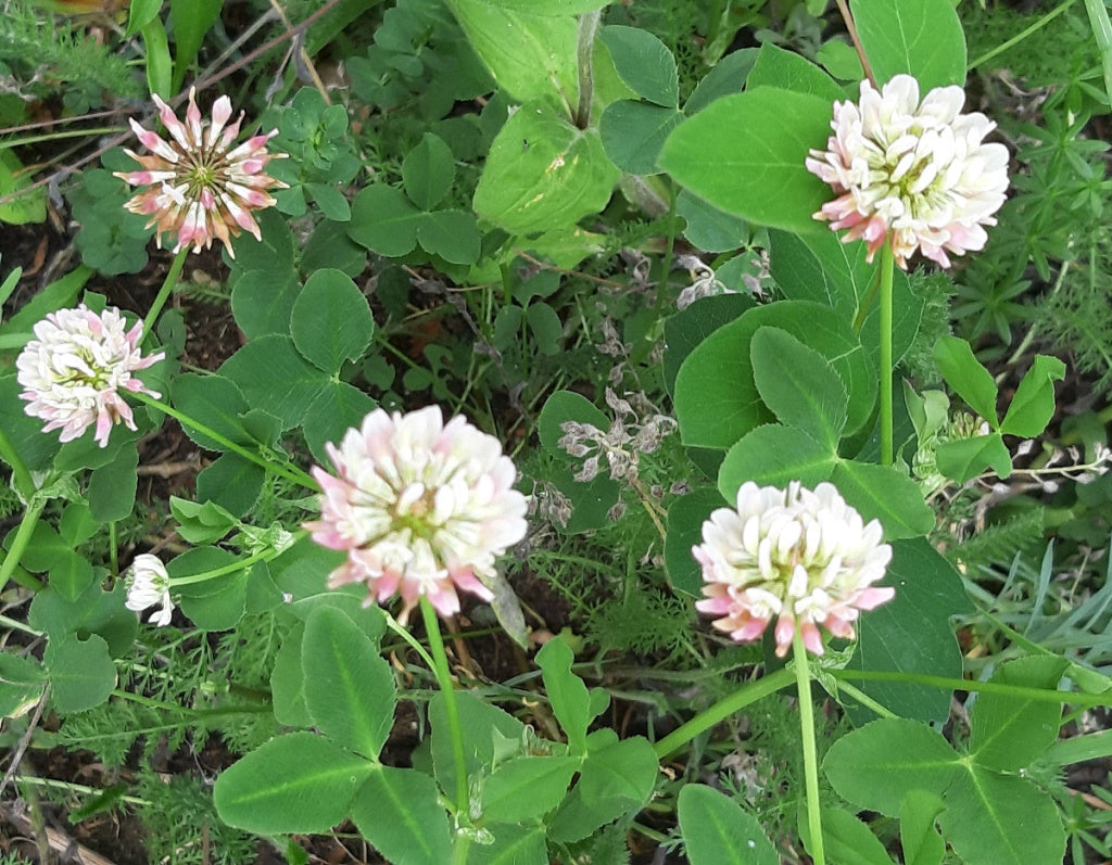 Alsike Clover – Utah Seed