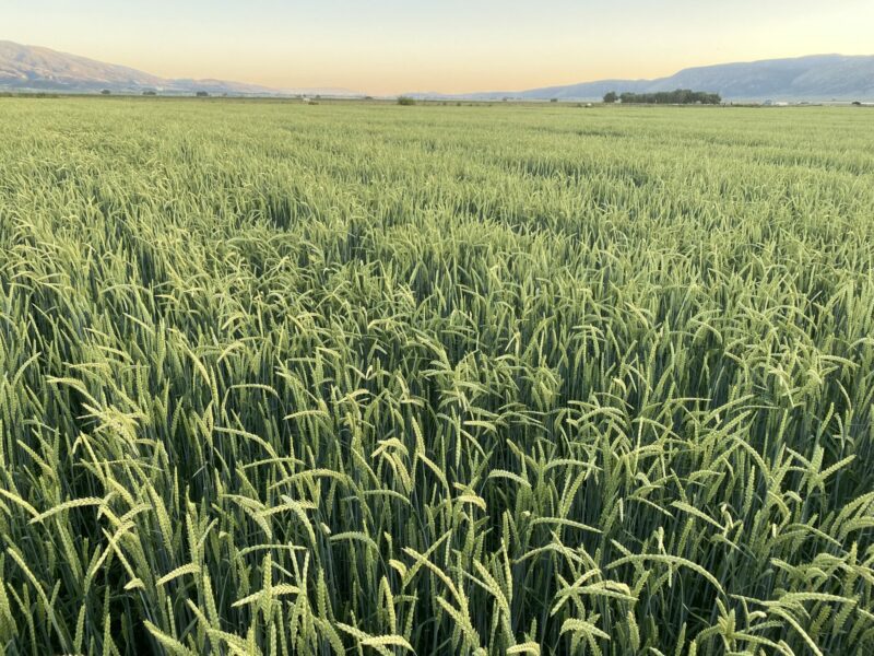 Elite Spring 3 Way with Everleaf Oats, Lavina Barley and Wheat – Utah Seed