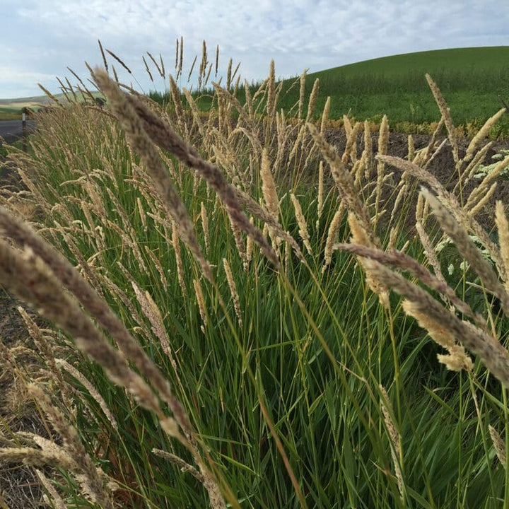 Wetland Species – Utah Seed
