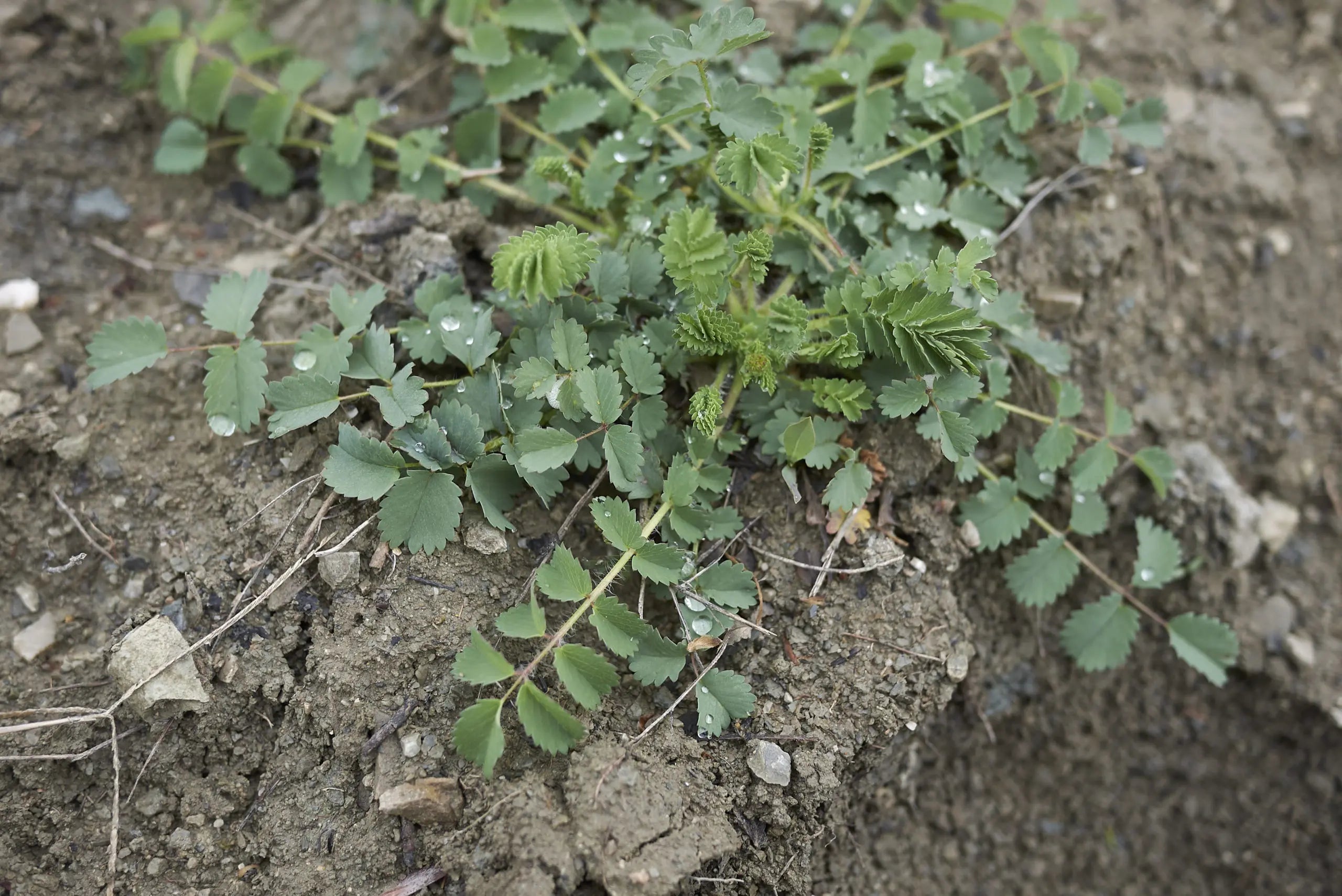 Small Burnet, Delar – Utah Seed